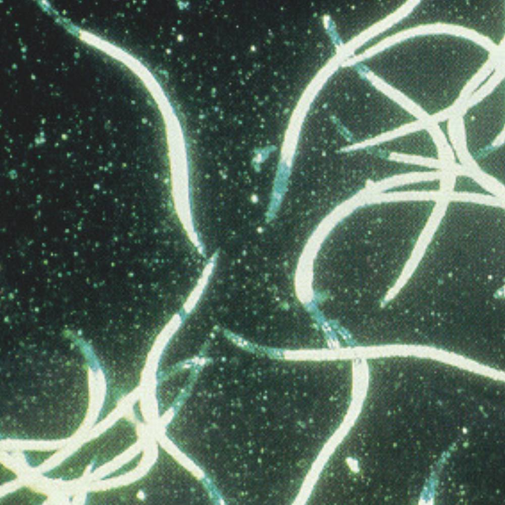 Prépayé nématodes anti-doryphores Sc 5 millions - Biotop - Gamm vert