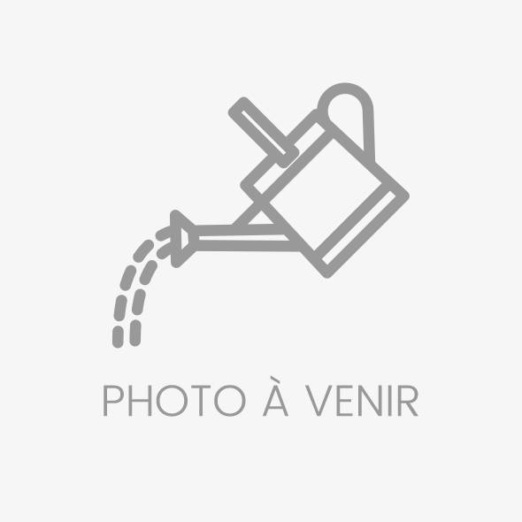 Cortaderia selloana - Herbe de la Pampa - Pot de 3 litres - Gamm vert