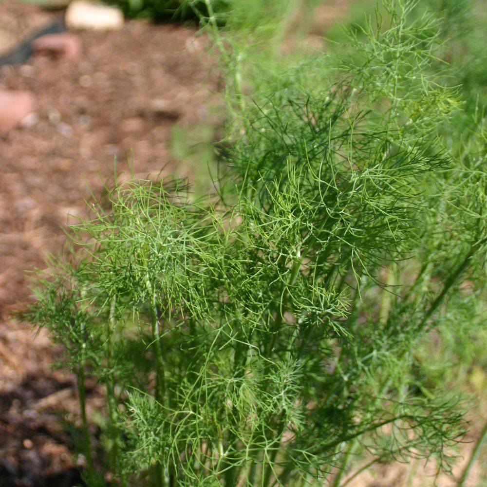 Aneth - POT 14CM - Gamm vert