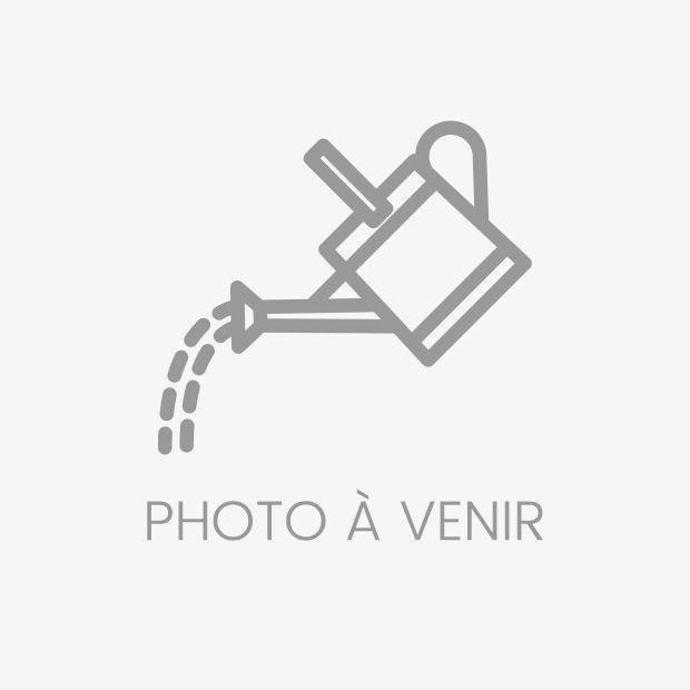 Cistus purpureus 'Alan Fradd' - Ciste - Pot de 2 litres - Gamm vert