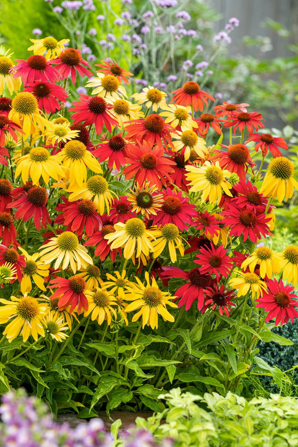 Echinacea purpurea Cheyenne Spirit - Pot 2L - Gamm vert