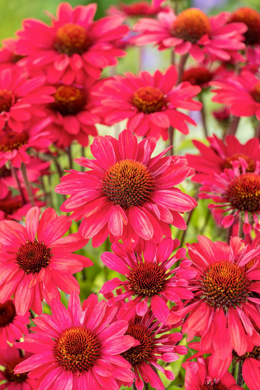 Echinacea 'Sunseekers Red' - POT 4L - Gamm vert