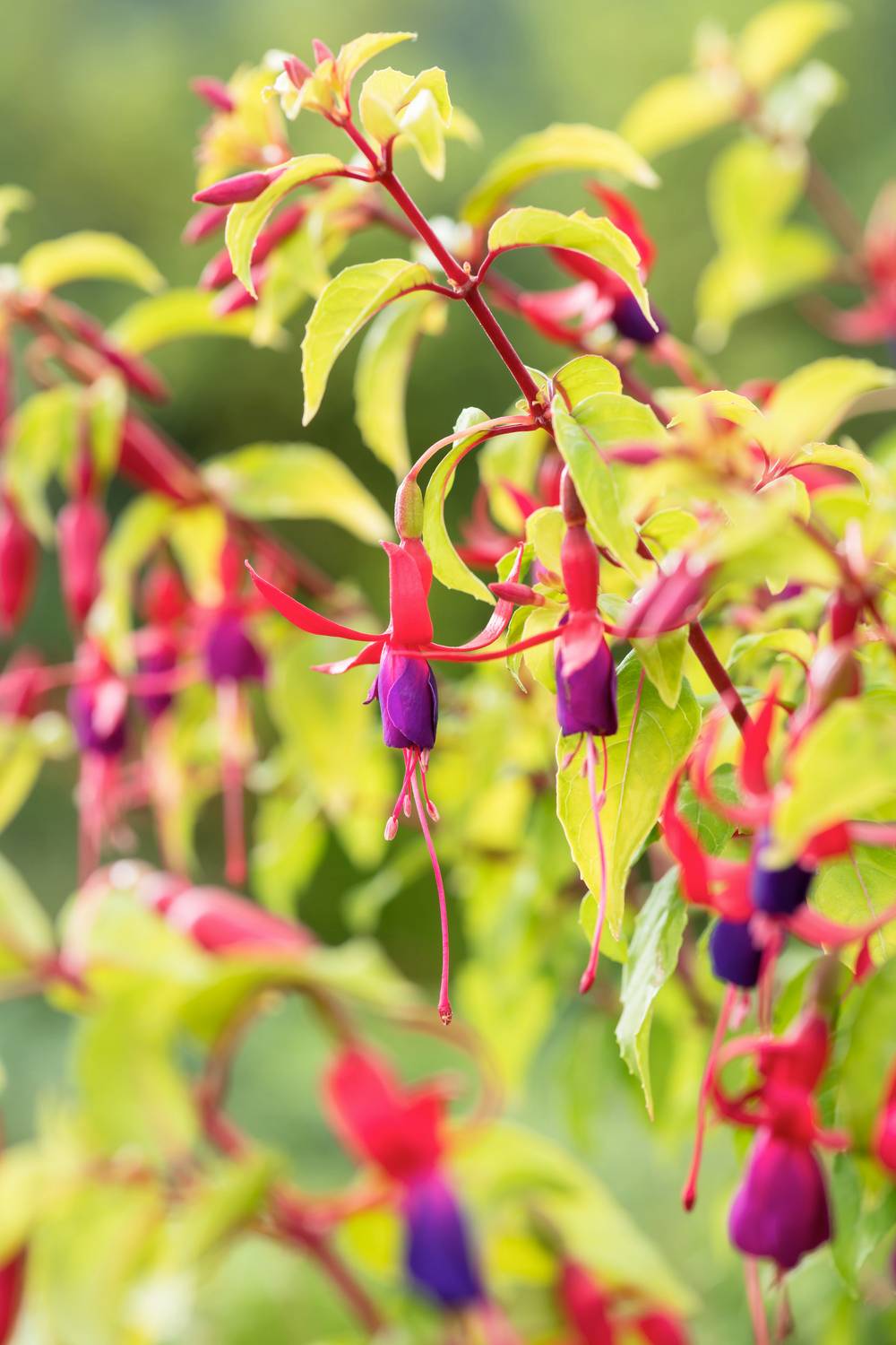 Fuchsia 'Genii' - Pot 5L - Gamm vert