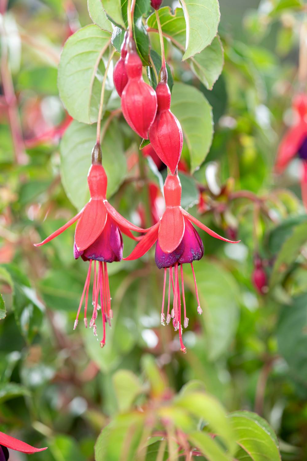 Fuchsia 'Mrs Popple' - POT 10X10CM - Gamm vert