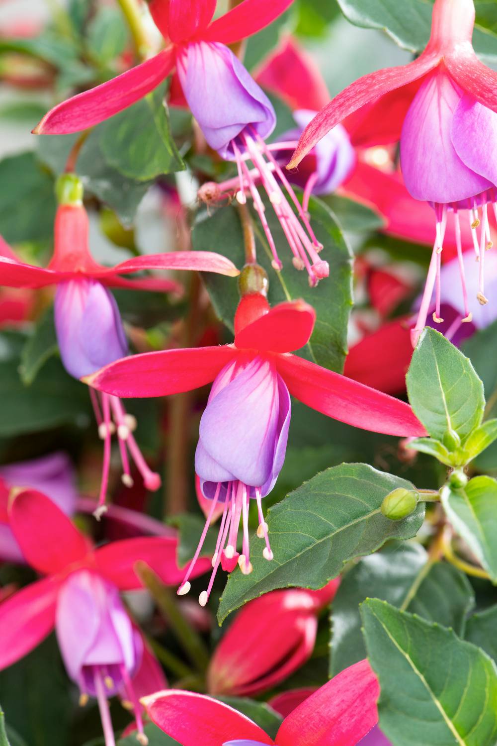 Fuchsia 'Delta's Sarah Blue Sarah' - GODET 7CM - Gamm vert