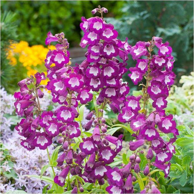 Penstemon 'Gloire des Quatre Rues' - Galane fausse-digitale - Pot 2L ...