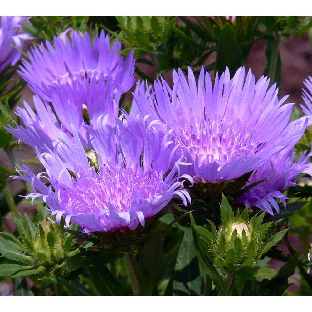 Stokesia laevis 'Blue Star' - Bleuet d'Amérique - Pot 2L - Gamm vert
