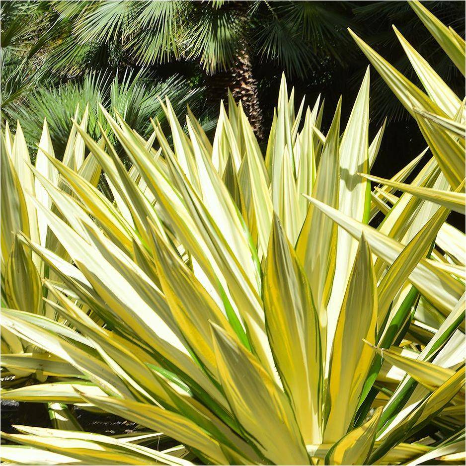 Yucca | achat en ligne - Gamm vert