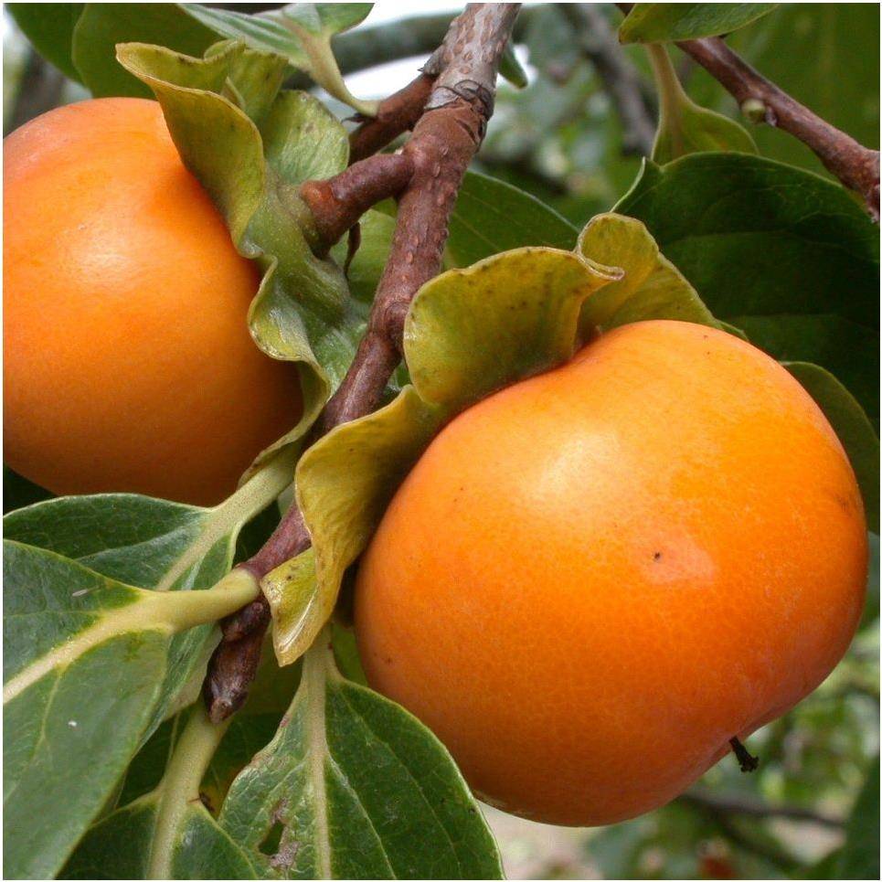 Kaki Muscat : taille en demi-tige - Pot de 12 litres - Gamm vert