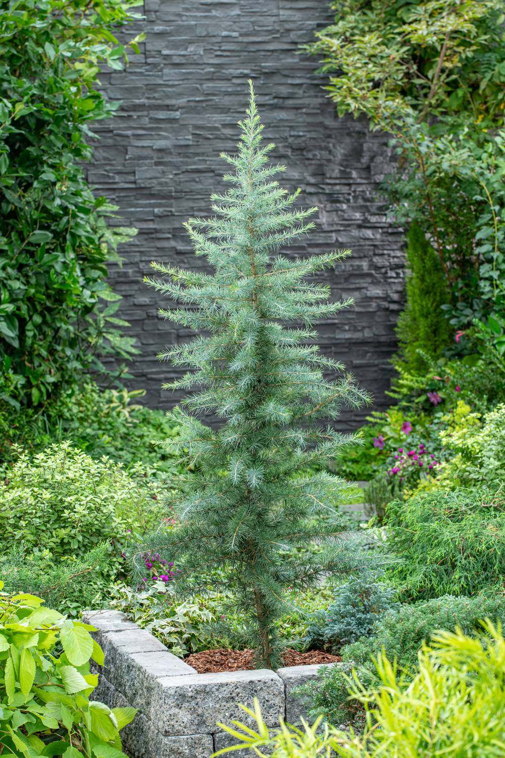 Cedrus deodara - Cèdre de l'Himalaya - Pot de 7.5 litres - Gamm vert