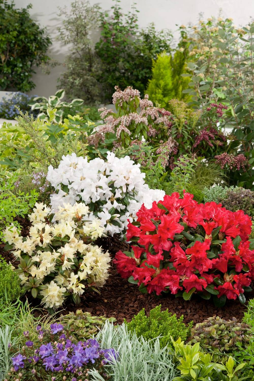 Azalea japonica assortiPrimeur - Azalée du Japon - Pot de 10 litres ...