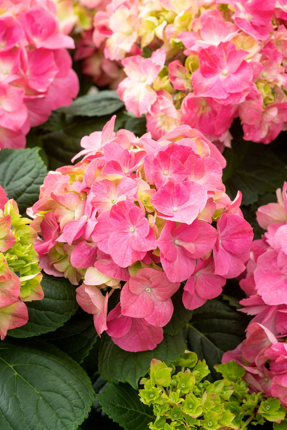 Hydrangea macrophylla 'Rosita' - Hortensia - Pot de 5 litres - Gamm vert