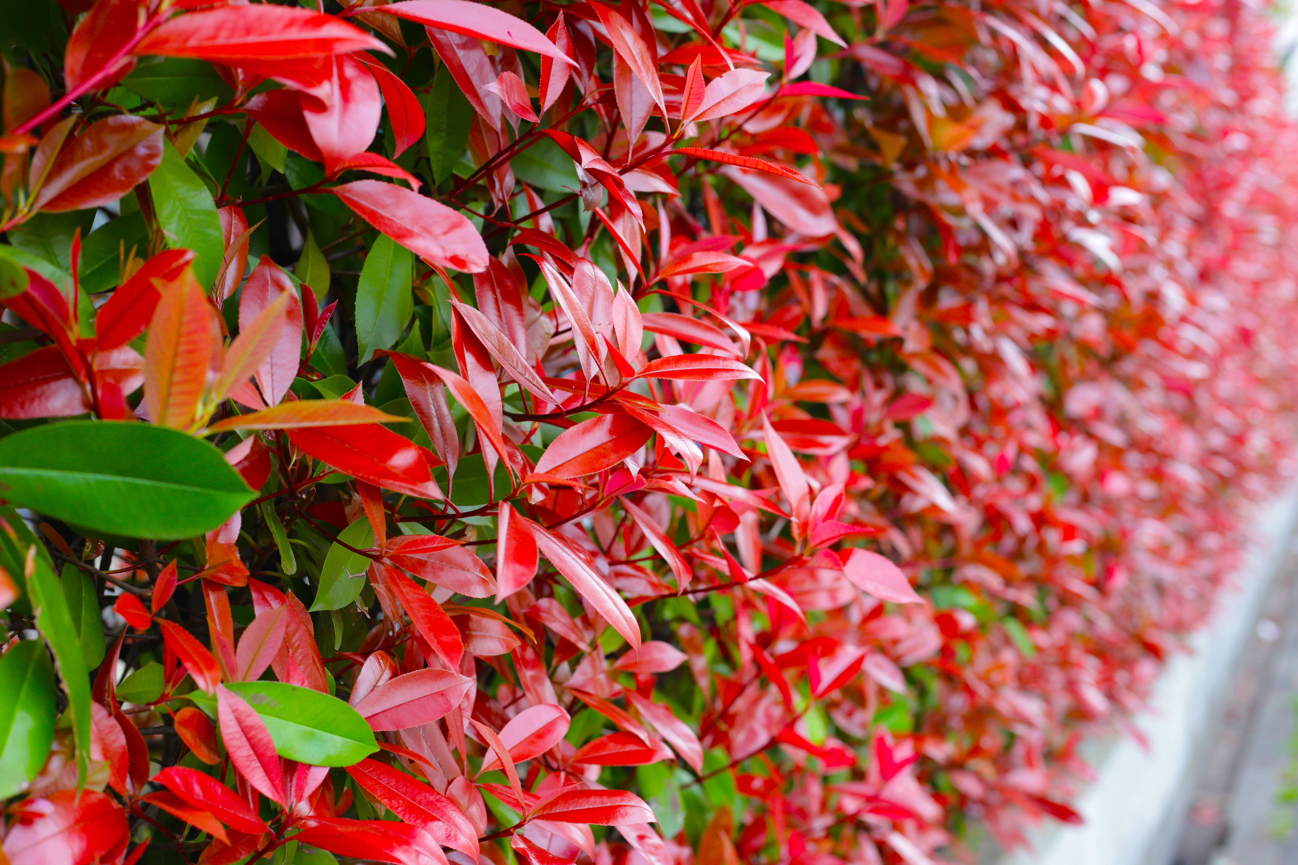 Photinia fraseri 'Red Robin Blood' - Pot de 15 litres - Gamm vert